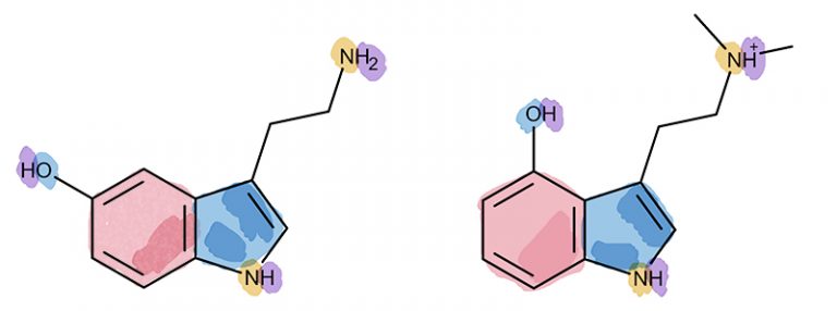 How is psilocybin metabolised in the body to induce brain effects