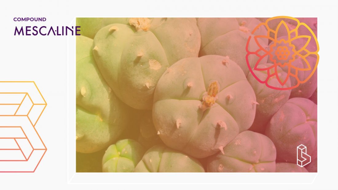 Mescaline in Mental Health