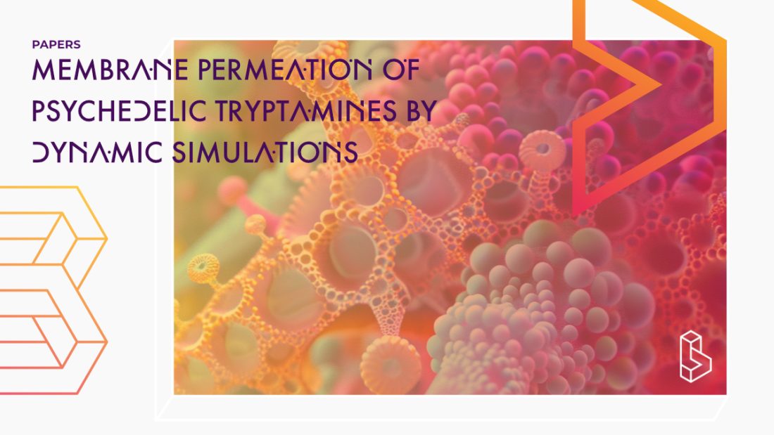 Membrane Permeation of Psychedelic Tryptamines by Dynamic Simulations