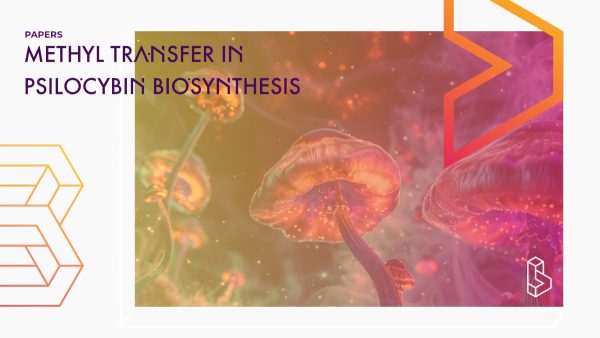 Methyl transfer in psilocybin biosynthesis